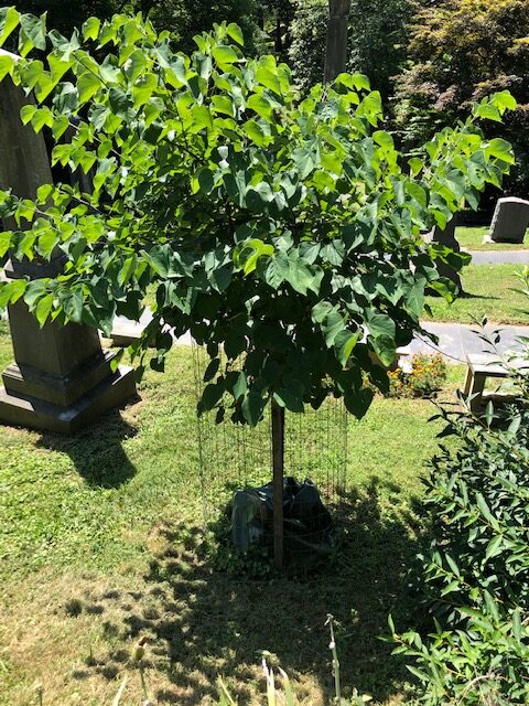 Community Tree Planting at Oak Hill Cemetery - Oak Hill Cemetery