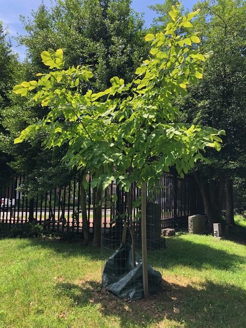 Community Tree Planting at Oak Hill Cemetery - Oak Hill Cemetery