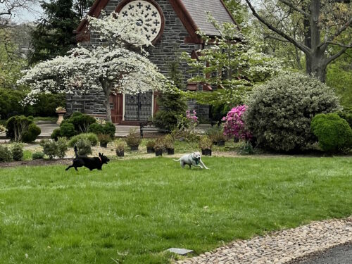 Spring Dog Day - 2023 - Oak Hill Cemetery